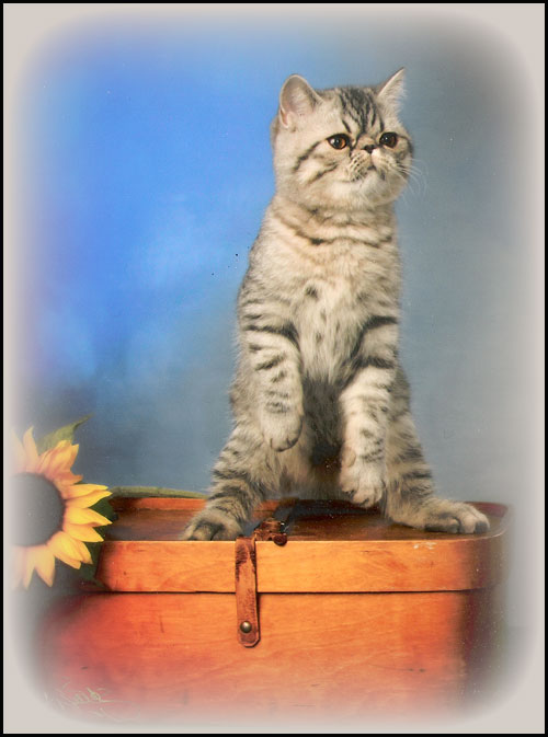 Kollipojat -^--^- Launo, Luukas & Lenni